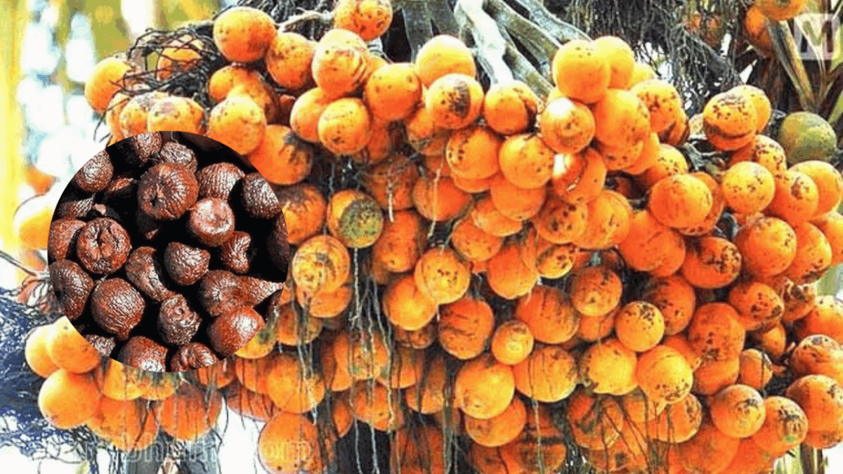 Arecanut Prices - Adike Market Price App